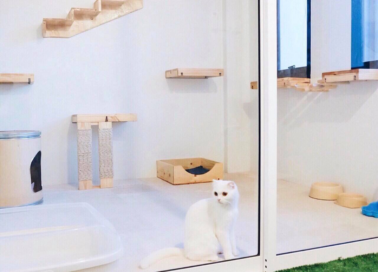 หยุดยาวนี้ ฝากแมวที่ไหนดี 16 โรงแรมแมวในกรุงเทพฯ | แคทดีวา แหล่งรวม ...