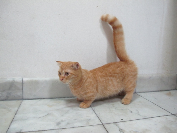 ขายลูกแมวขาสั้น มัชกิ้น (Short legs Munchkin) | แคทดีวา แหล่งรวมความรู้ ...