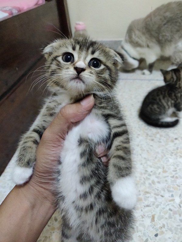 **เปิดจอง!** เด็กๆ Scottish Fold+Ragdoll 3หน่อจ้าา | แคทดีวา แหล่งรวม ...