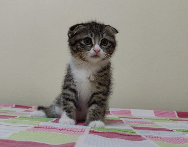 **เปิดจอง!** เด็กๆ Scottish Fold+Ragdoll 3หน่อจ้าา | แคทดีวา แหล่งรวม ...