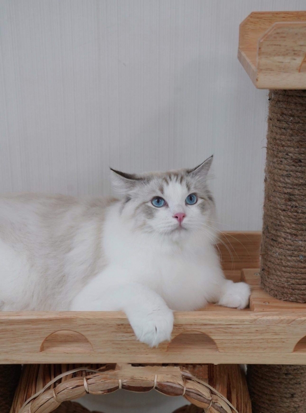 รับผสมพันธุ์ รับทับแมวสายพันธุ์แร็กดอลล์Ragdoll | แคทดีวา แหล่งรวม ...