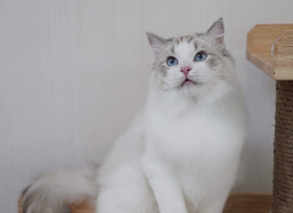 รับผสมพันธุ์ รับทับแมวสายพันธุ์แร็กดอลล์Ragdoll | แคทดีวา แหล่งรวม ...