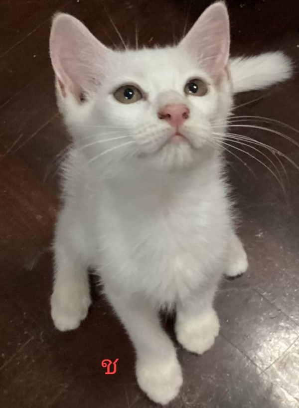 น้องแมวขาวมณีพร้อมย้ายค่ะ กทม | แคทดีวา แหล่งรวมความรู้เรื่องแมว ประกาศ ...