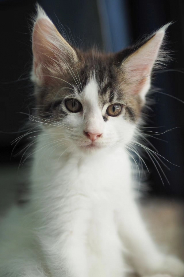 ลูกแมวเมนคูน สายพันธ์แท้ (Mainecoon Cat) | แคทดีวา แหล่งรวมความรู้ ...