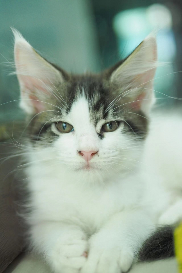 ลูกแมวเมนคูน สายพันธ์แท้ (Mainecoon Cat) | แคทดีวา แหล่งรวมความรู้ ...